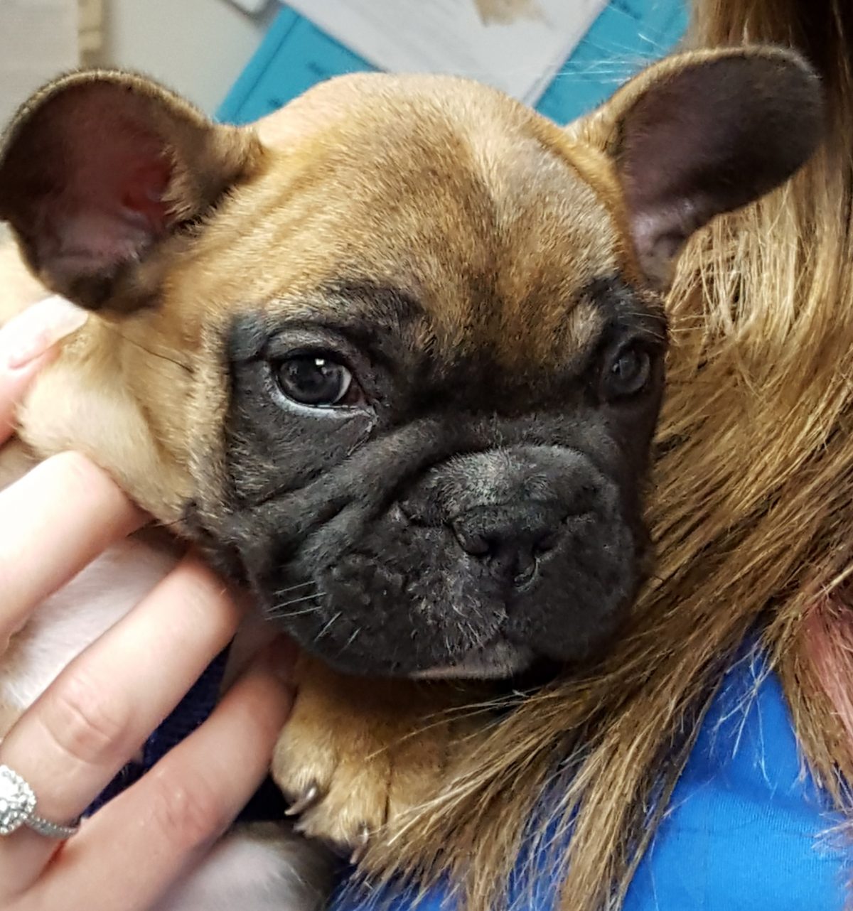 Bayside Animal Medical Center - Full Service Veterinary Hospital