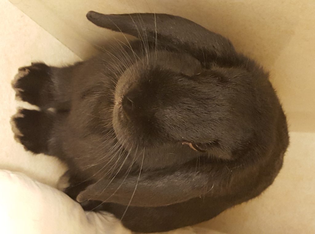 Floppy Rabbit - Bayside Animal Medical Center