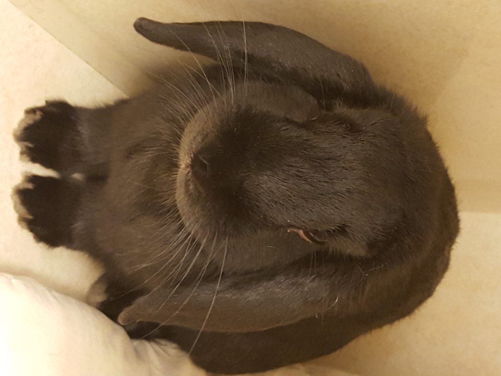 Floppy Rabbit - Bayside Animal Medical Center