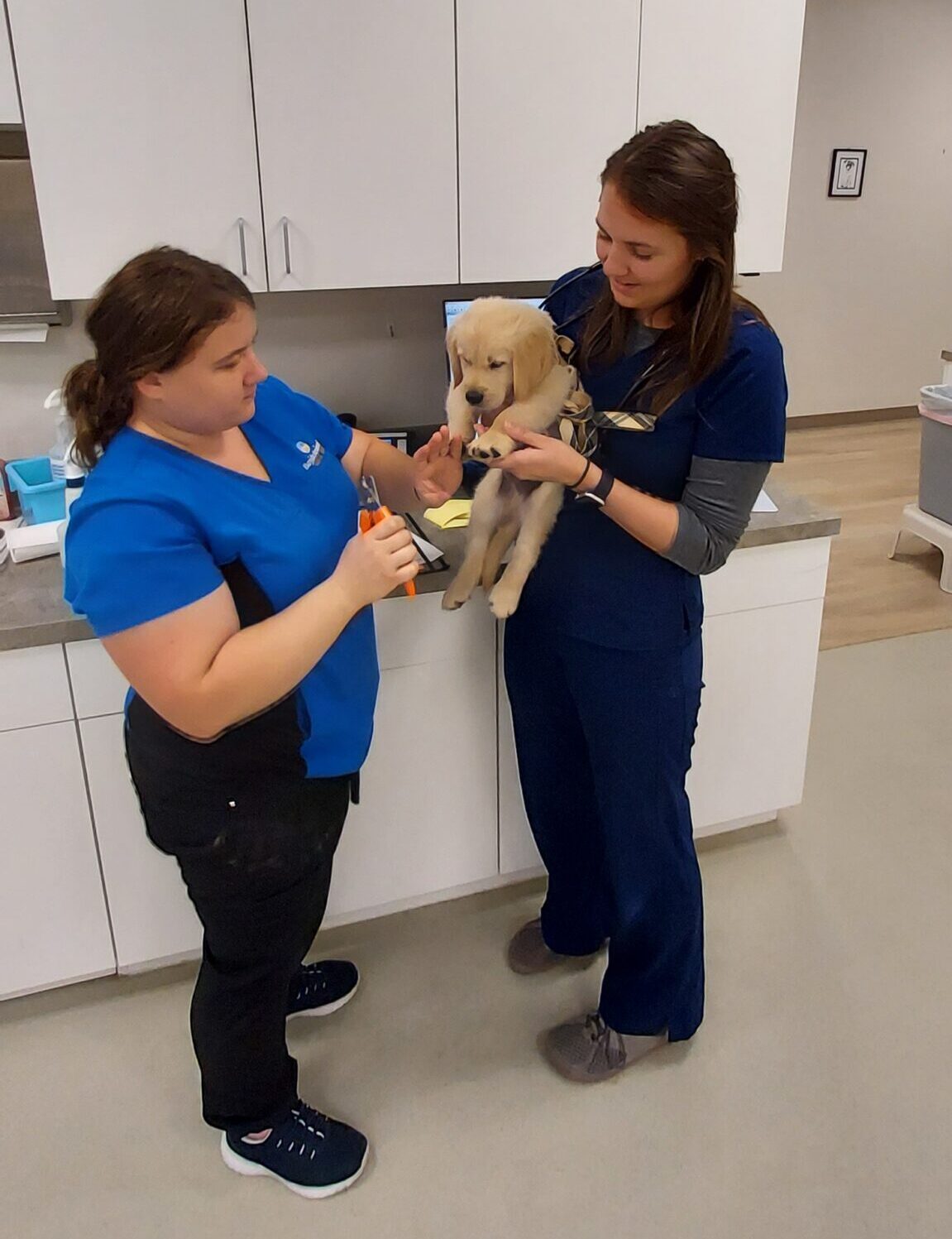 Media | Bayside Animal Medical Center